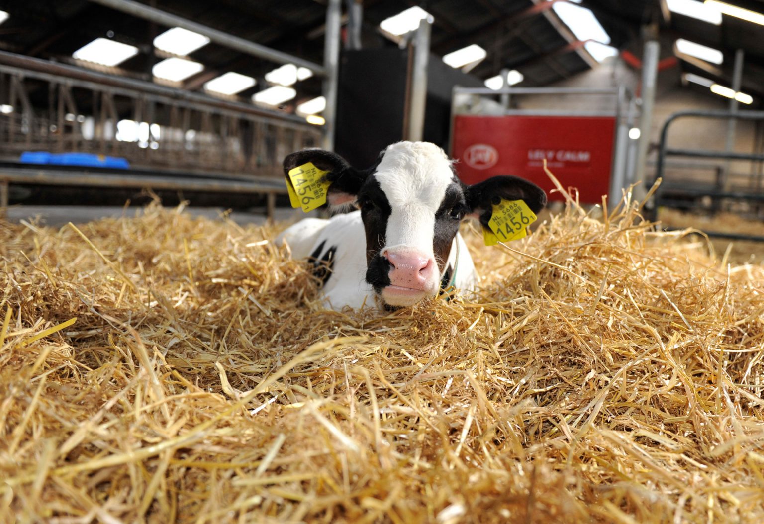 Автоматическая станция выпойки телят Lely Calm – Интеллектуальные фермы ...